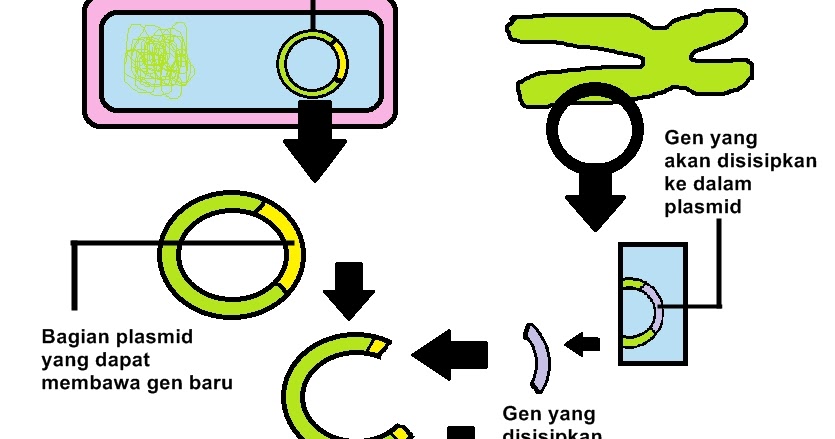 19+ Gambar Rekayasa Genetika