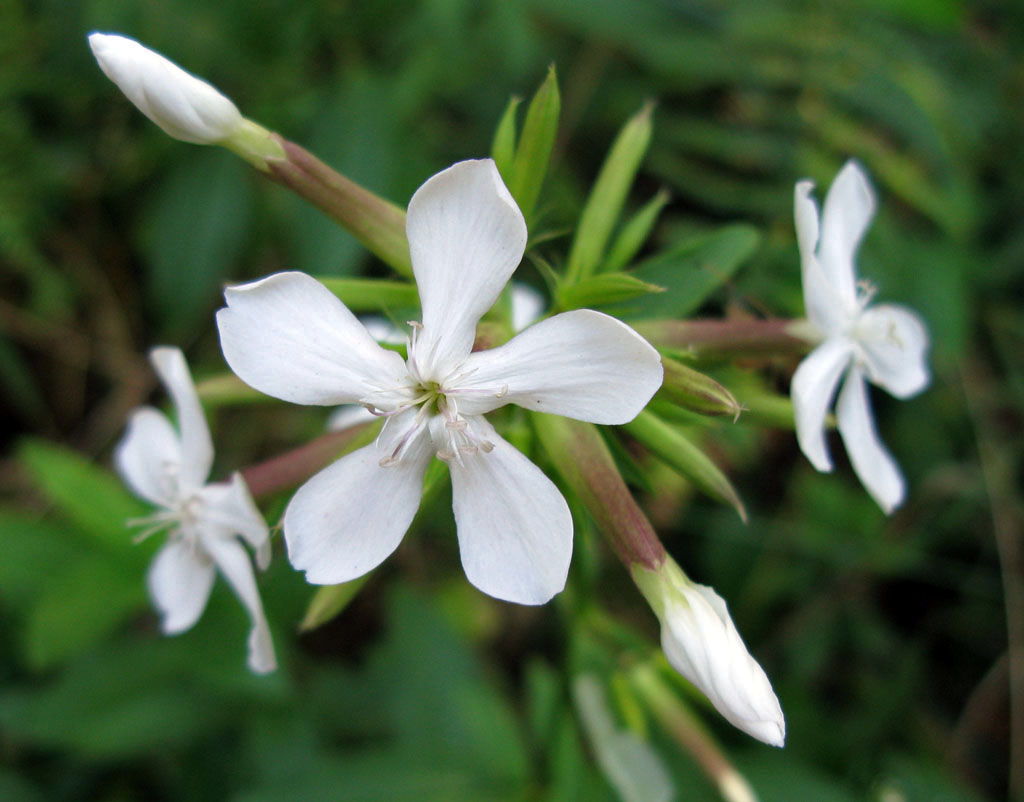 Planta: Saponaria officinalis L.