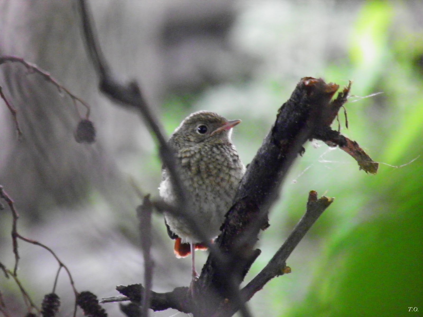 PASARI DIN ROMANIA: CODROS DE PADURE (2), Phoenicurus phoenicurus