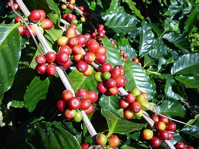 History of Coffee Production in Brazil:Food Industry News