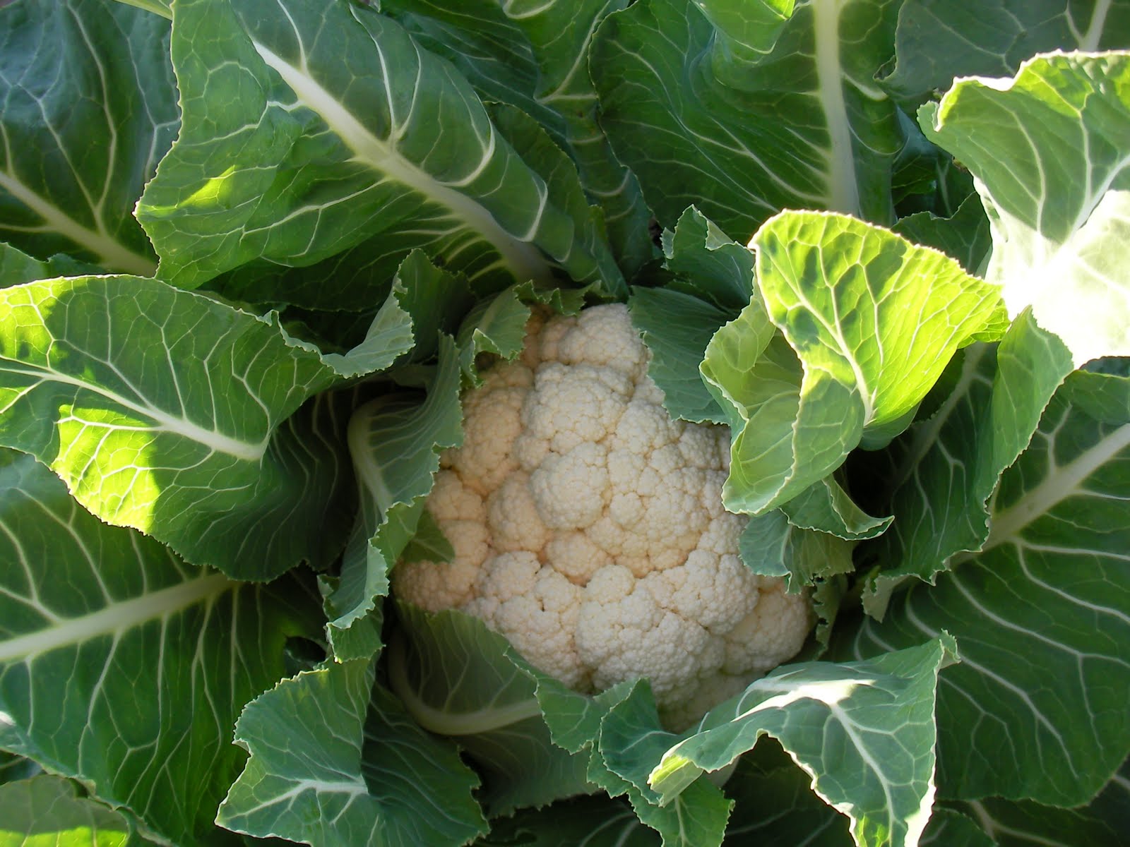 Brown Envelope Seeds: Winter Roscoff Cauliflowers