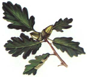 Pentru o viata naturala: Plante Medicinale S