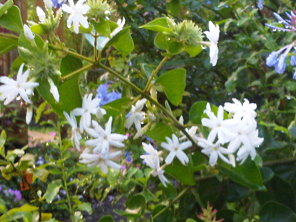 Chic Eco Gardening: Love Pikake