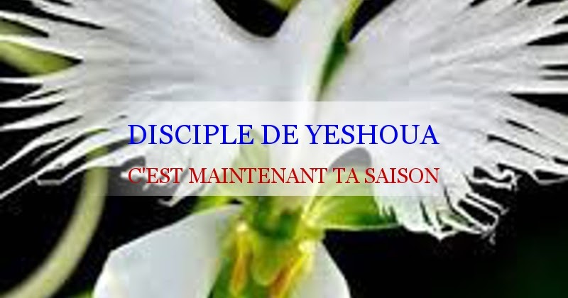 LA MANNE DE YESHOUA : DISCIPLE DE YESHOUA C’EST MAINTENANT TA SAISON