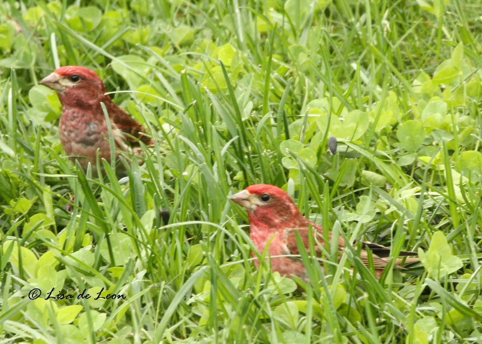 Birding with Lisa de Leon: The Purple Finch Show!