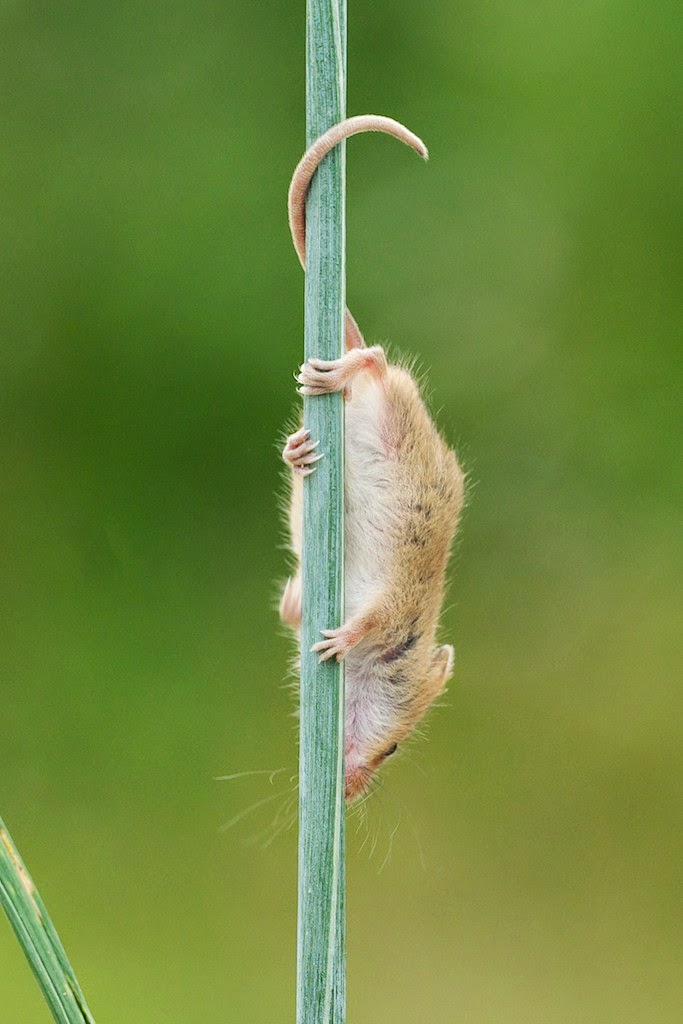 Matt's Photos: Harvest Mice