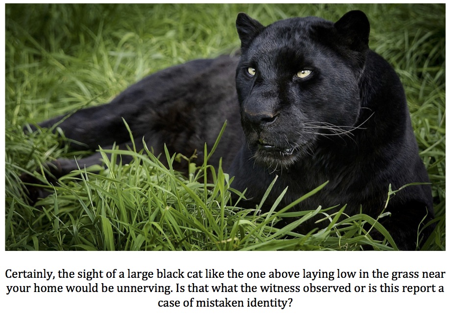 Texas Cryptid Hunter: Fresh Reports of Black Panthers in Texas