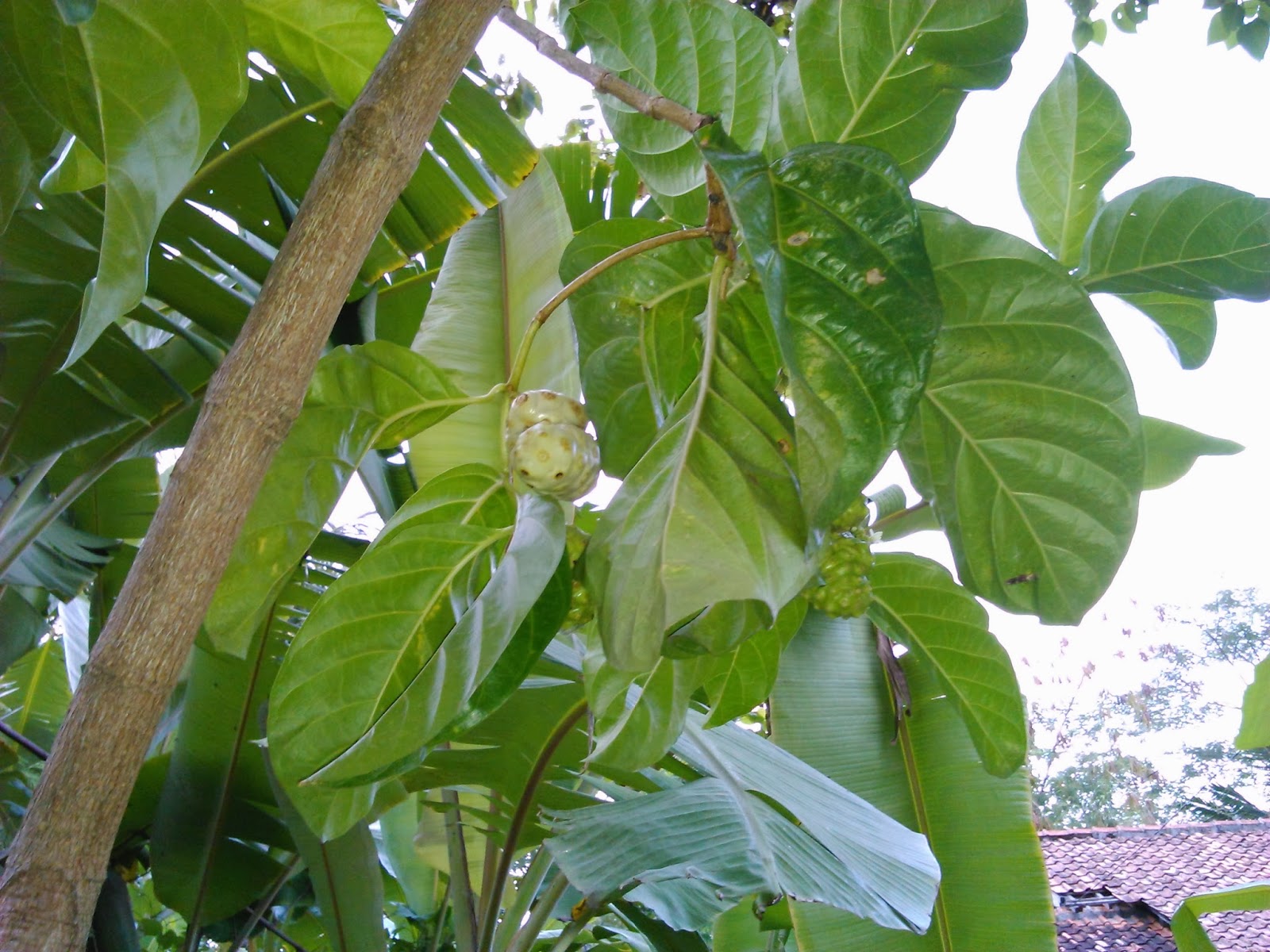 Manfaat Mengkudu bagi Kesehatan Manusia