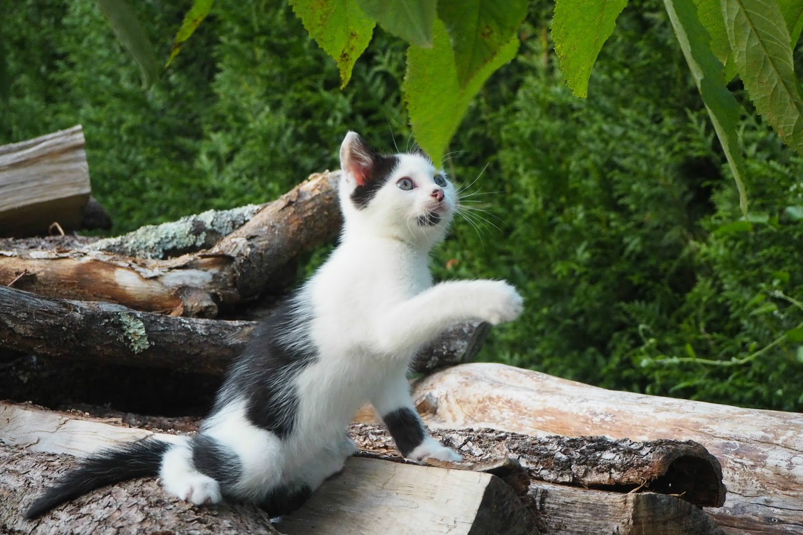 The Feral Cats Of France – UpYourVlog