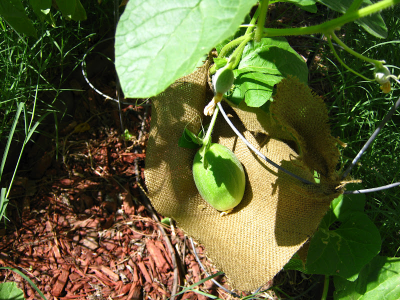 Mr. B's Garden: "Slinging" Fruit and A New Bloom