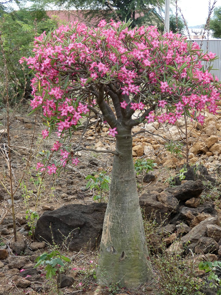 Adenium multiflorum care and culture | Travaldo's blog