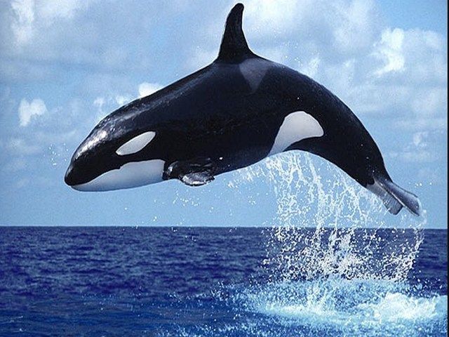 Baru 20+ Ikan Paus Hitam Putih