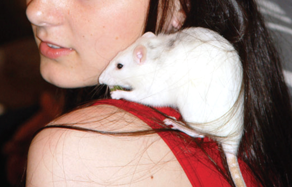 Insects in the City: Rodent mites: They're a Thing