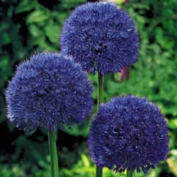 Lavender Garden Cottage: Flower Bulb of the Day - Persian Blue Allium