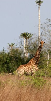 Angola Rising: Massive Expansion of Angola's Conservation Areas