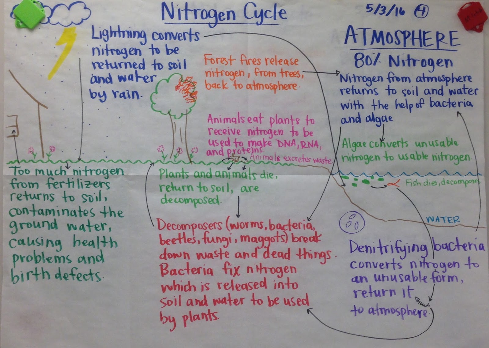 Nitrogen Cycle Microbiology Notes