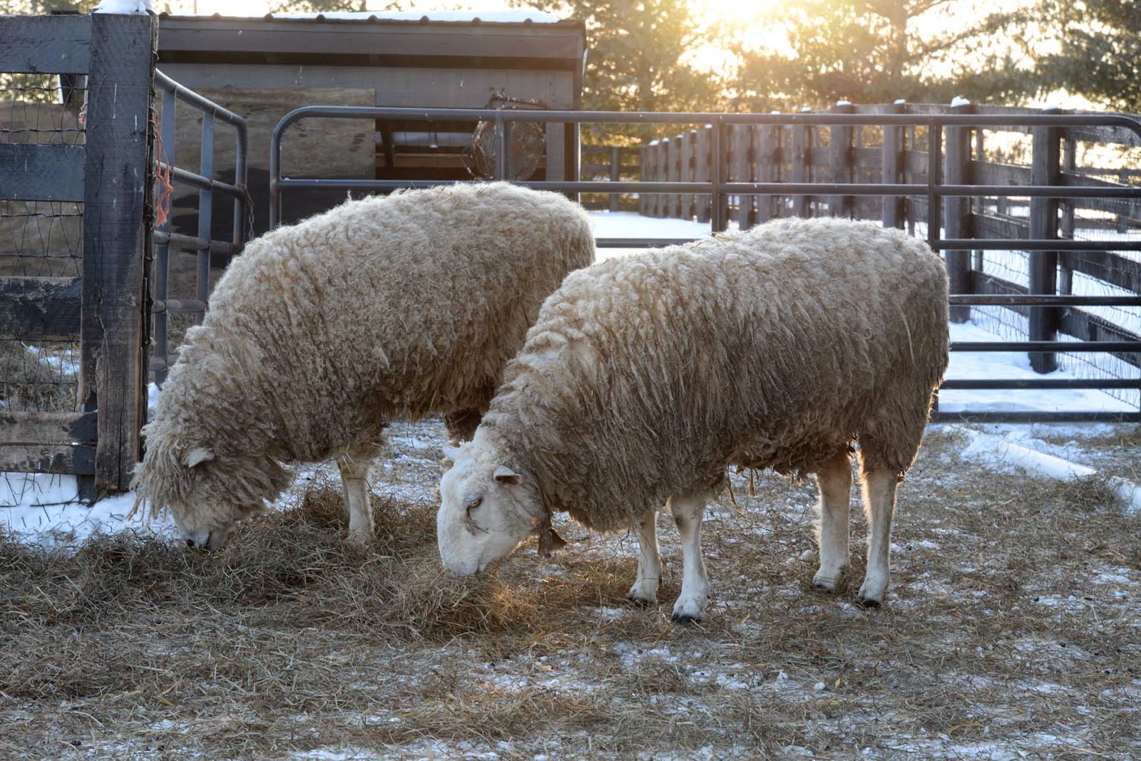 Punkin's Patch: Grumpy Old Men