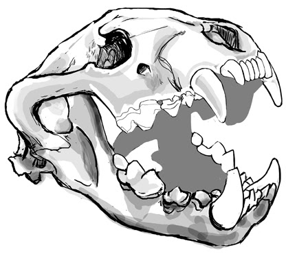 Wolverine Skull