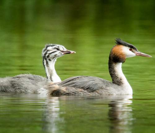 Great crested grebe images | Birds of India | Bird World