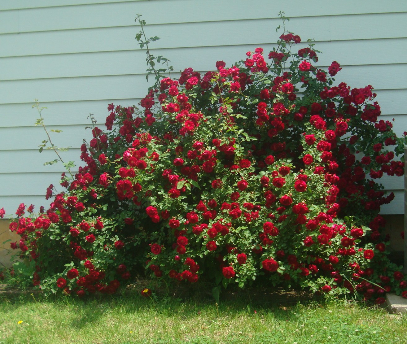 tin and sparkle: Old fashioned red roses, new annuals, pinks