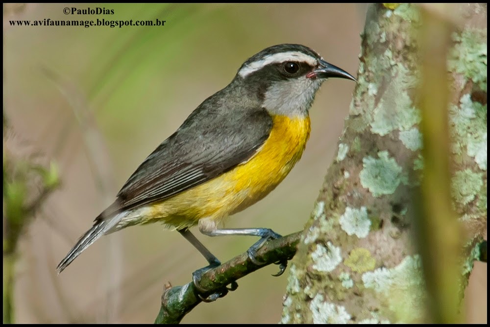FAUNA E FLORA DO RN: Sibite Coereba flaveola (Linnaeus, 1758); Fauna do RN