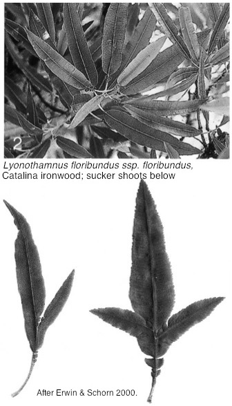 In the Company of Plants and Rocks: All My Relatives are Miocene Fossils