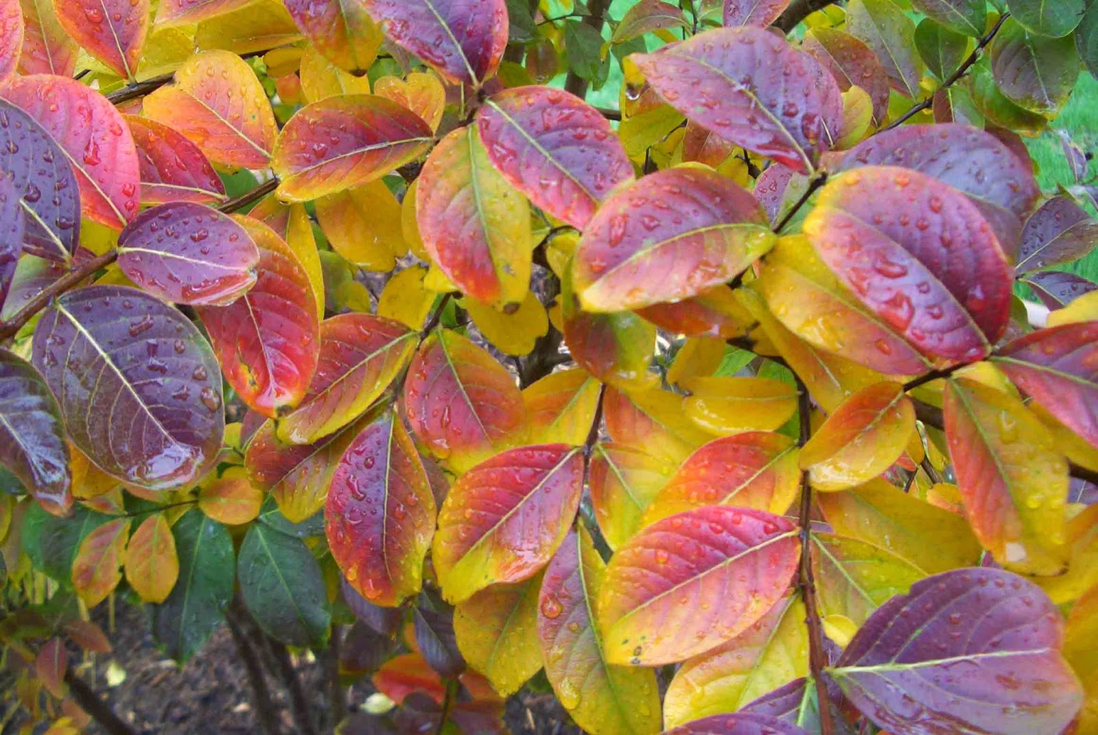 Picture of the Week: Ombre Leaves