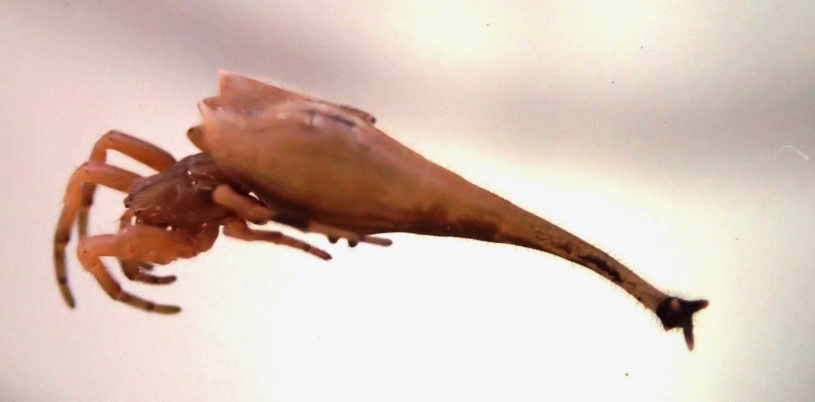 Discovering spider diversity in Sydney backyards: Scorpion tailed ...