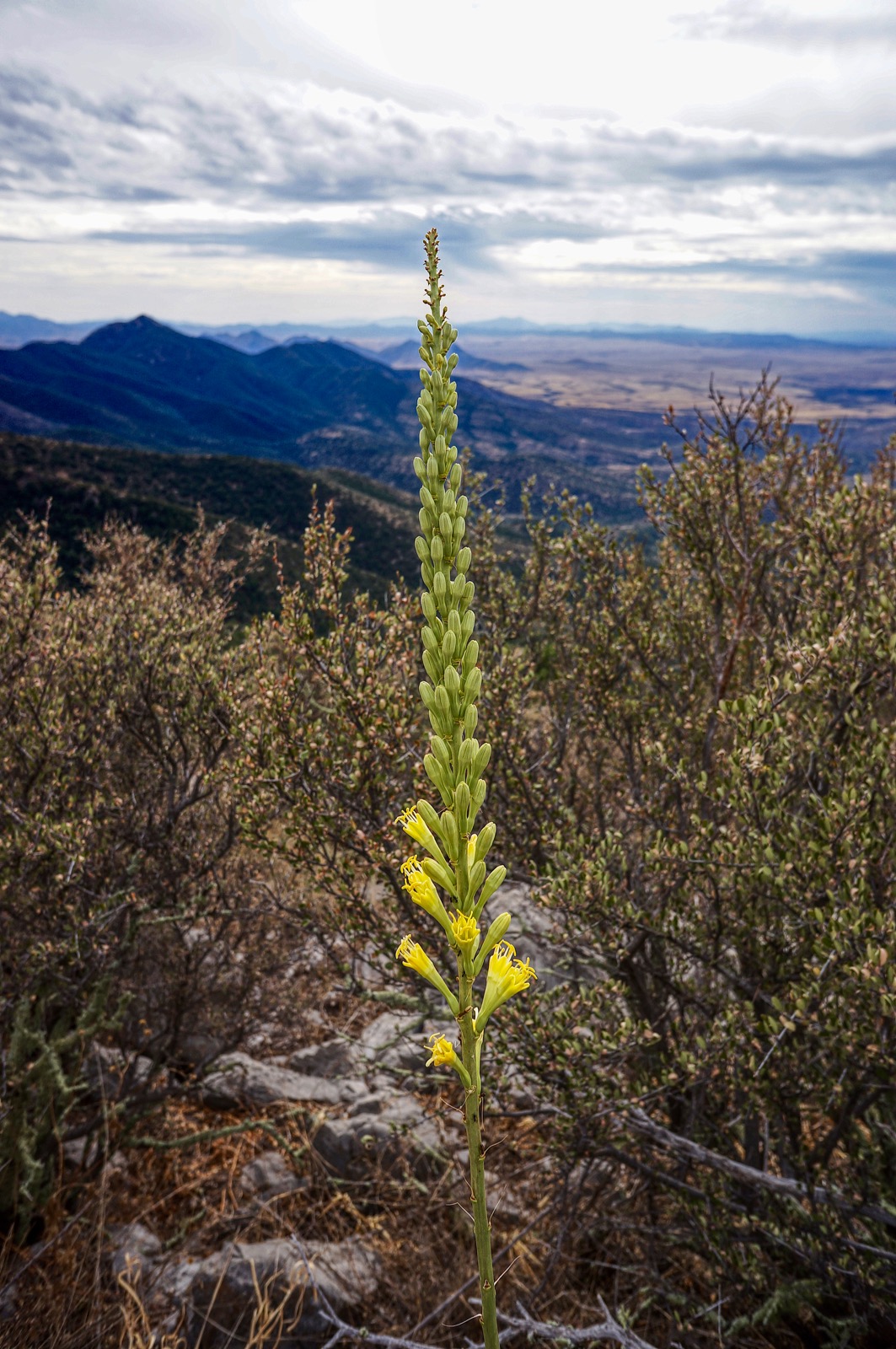 Earthline: The American West: Apache Peak, 7,711'; French Joe Peak ...
