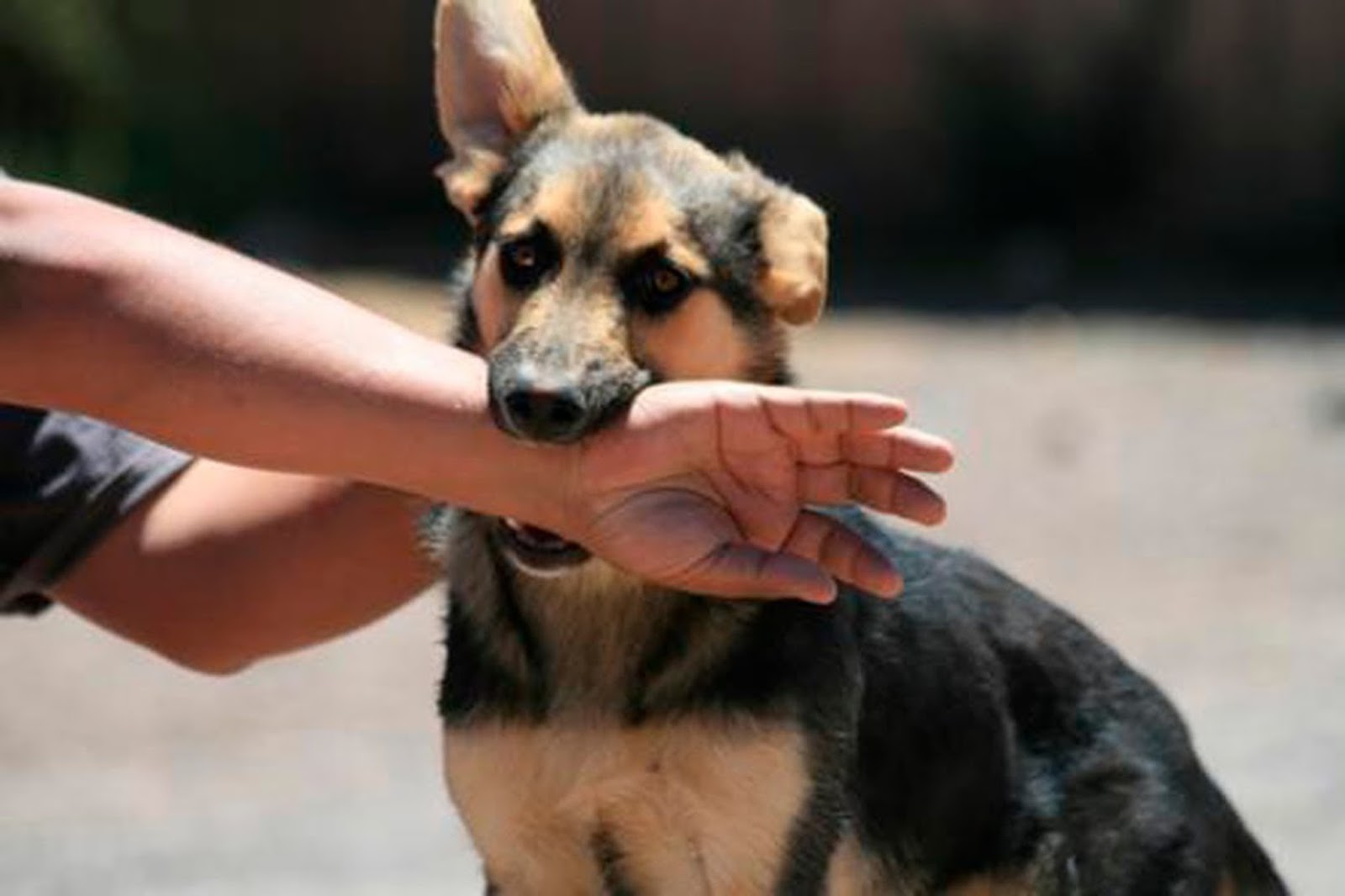 Blog Perruno: mayo 2016