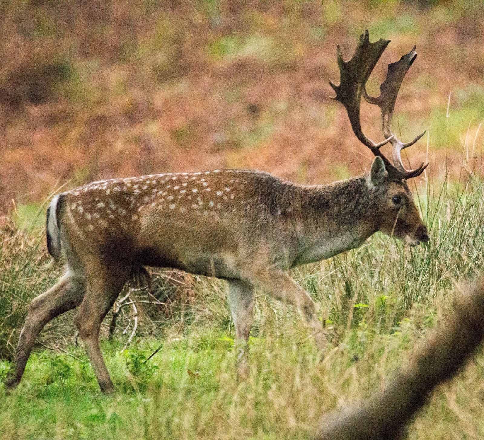 Chipster63 Photography: Beautiful Creatures