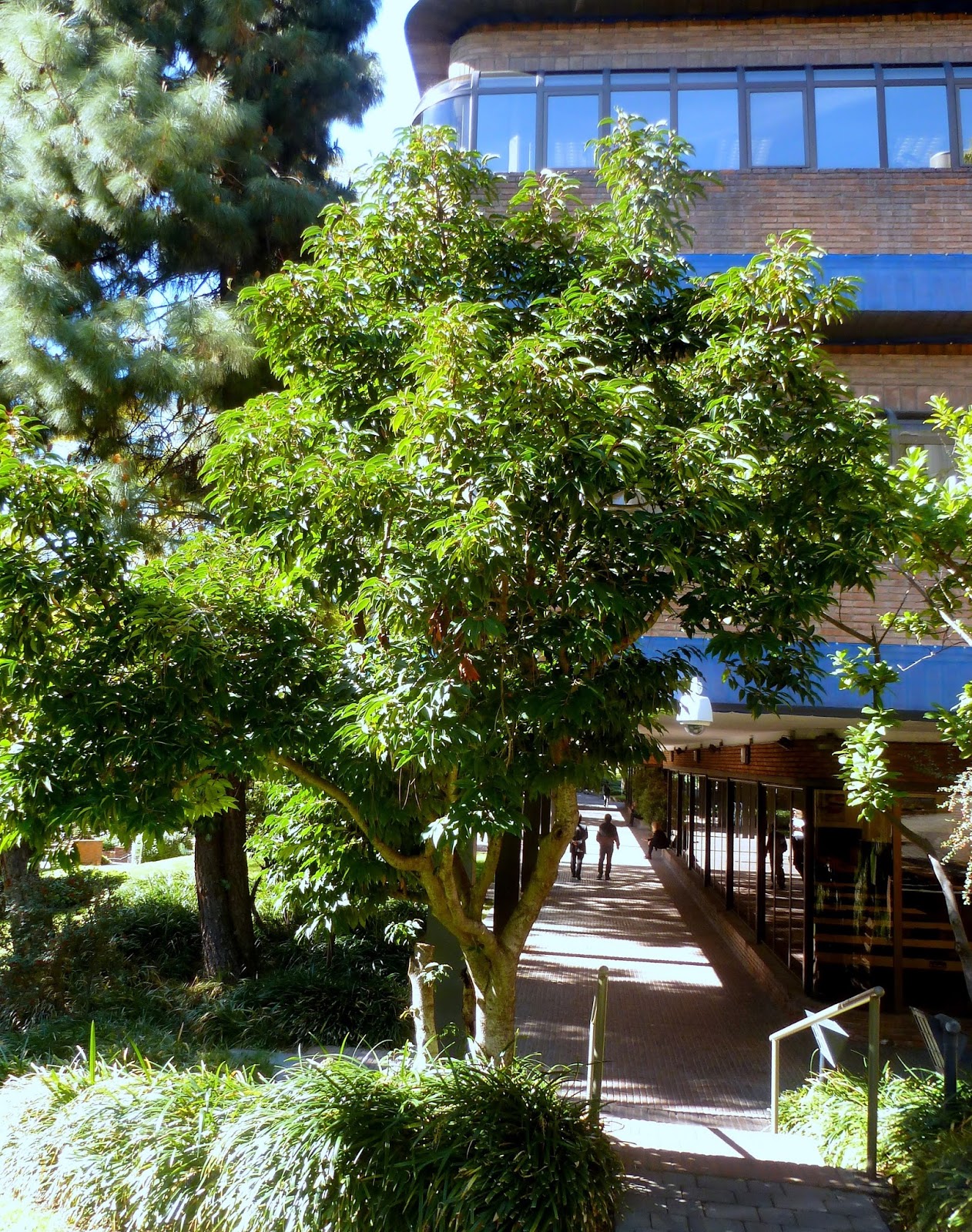 Árboles con alma: Laurel de Portugal. Loro. (Prunus lusitánico)