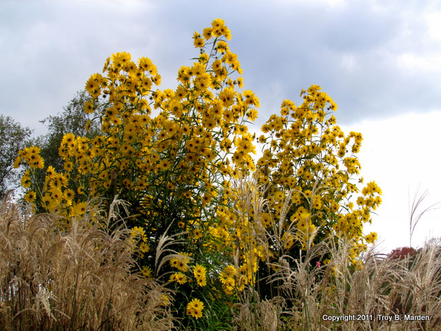 Shades of Autumn - Troy B Marden Travel