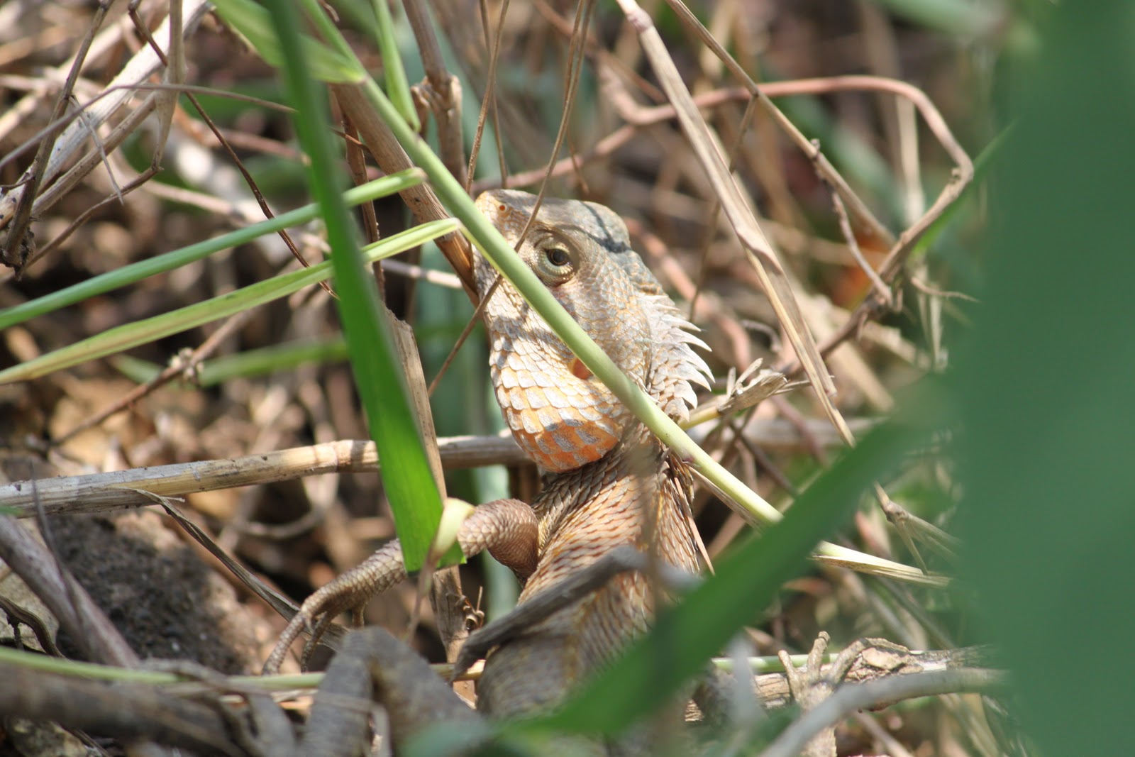 Wild Life Photography in Maharashtra: Reptiles in Maharashtra