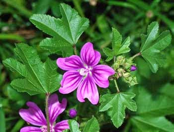 Chinese Mallow Health Benefits and Uses | Healthy Fitness Tips