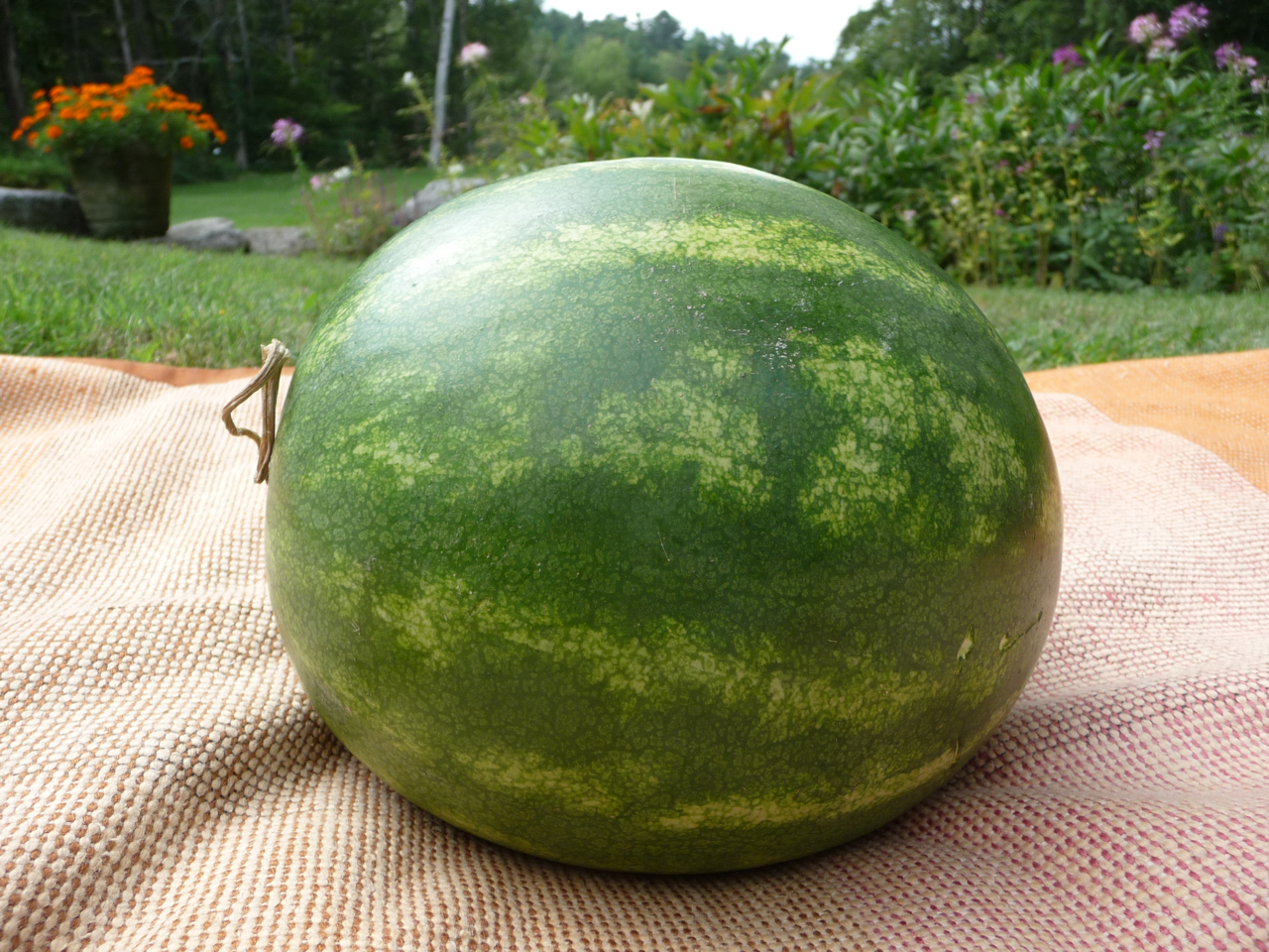 The Occasionist: Watermelon Round-Up!
