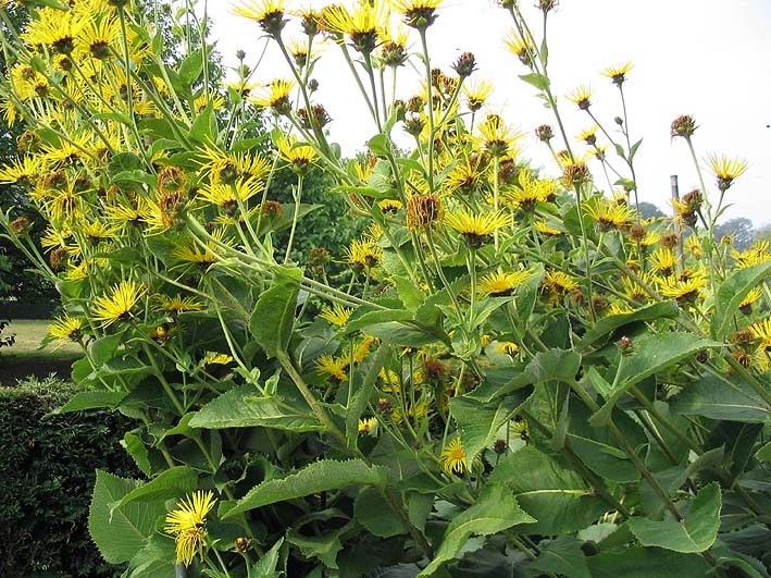 Inula helenium - μια πρώτη γνωριμία μέσα από τις φωτογραφίες της.