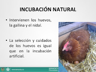 Info animales: DESARROLLO DEL HUEVO Y CUIDADOS PARENTALES DE LAS AVES
