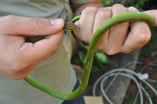Noroeste Biológico: A cobra cipó ou cobra-verde Philodryas olfersii ...