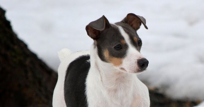Conoce tu raza...El ratonero bodeguero andaluz - Club Mascodín
