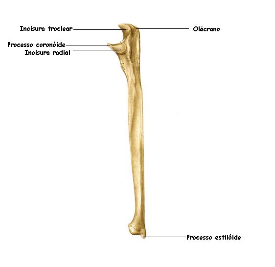 Anatomia Humana: Sistema Esquelético MMSS - Parte Livre
