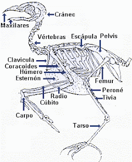 Universo Animal: ¿Cómo es el esqueleto en las aves?