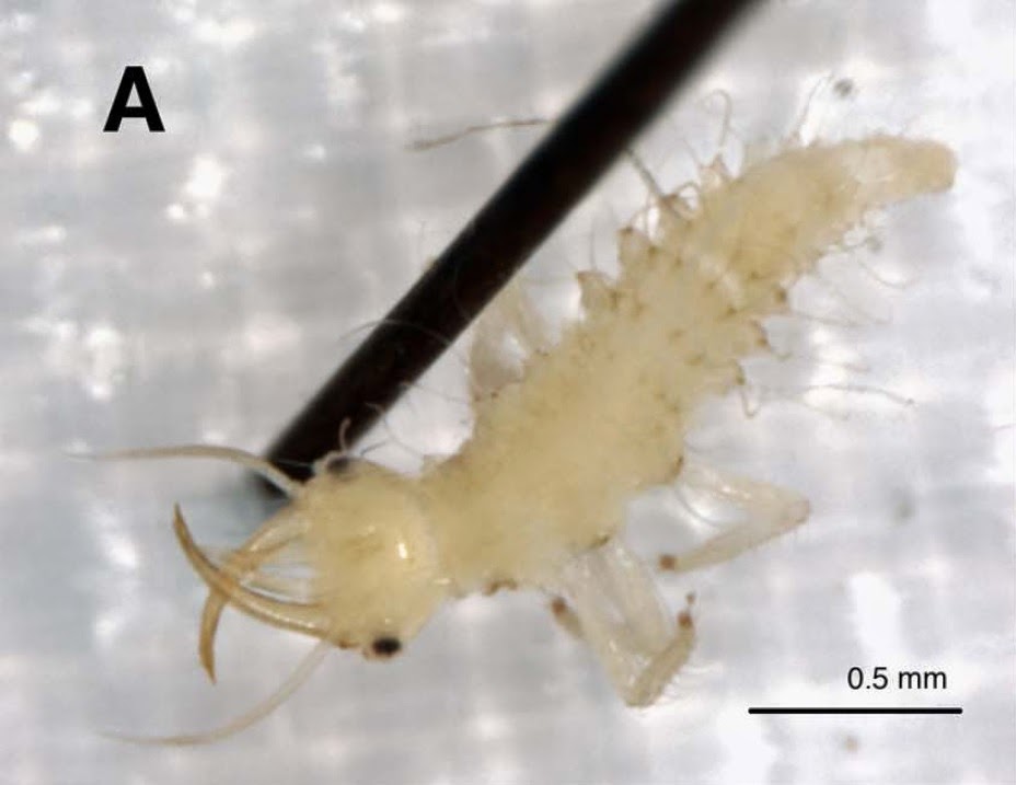 Sciency Thoughts: The larvae of an Apochrysinid Green Lacewing.
