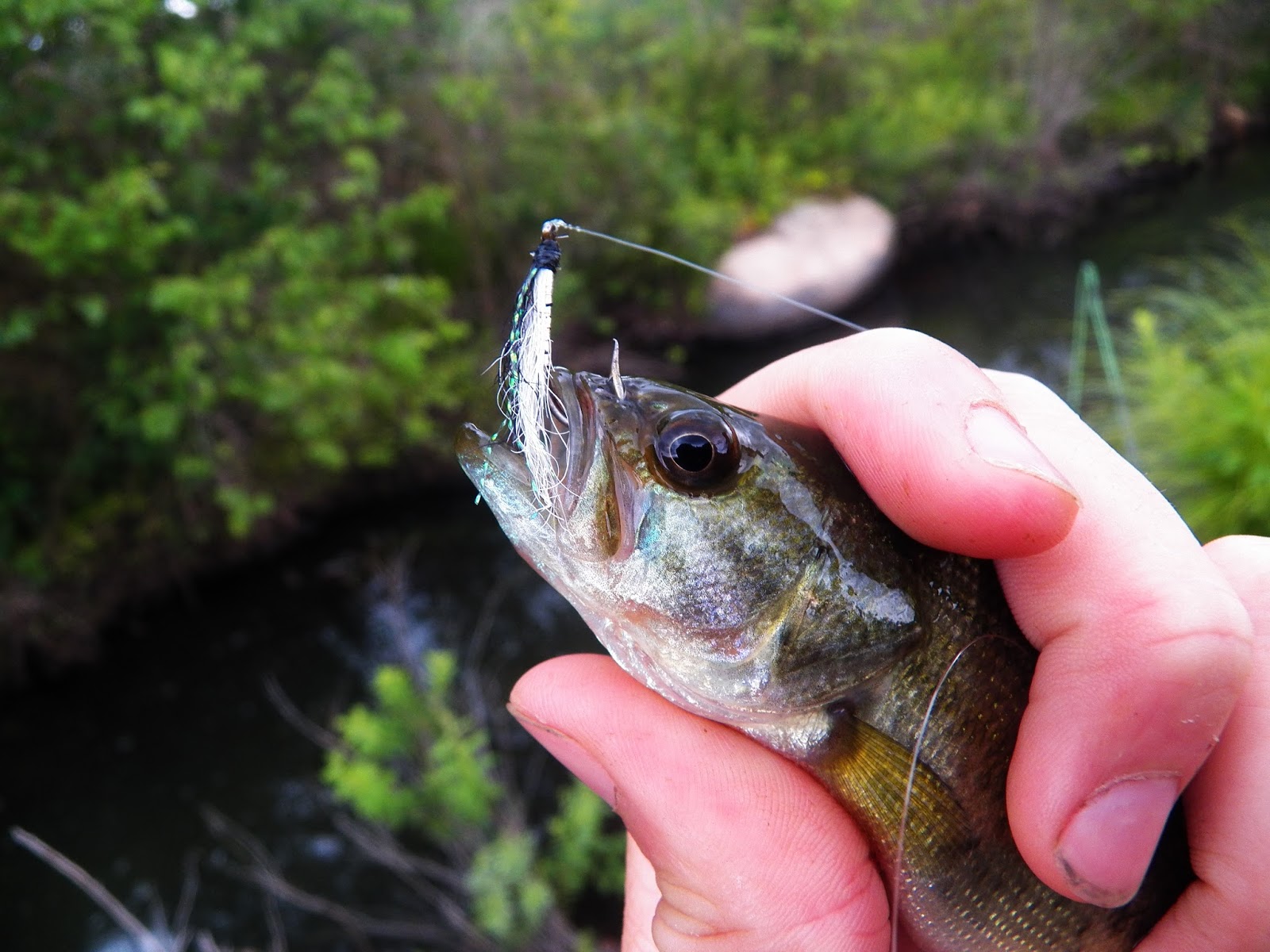 Connecticut Fly Angler: On The Hunt for Red Fin Pickerel and Brook Trout