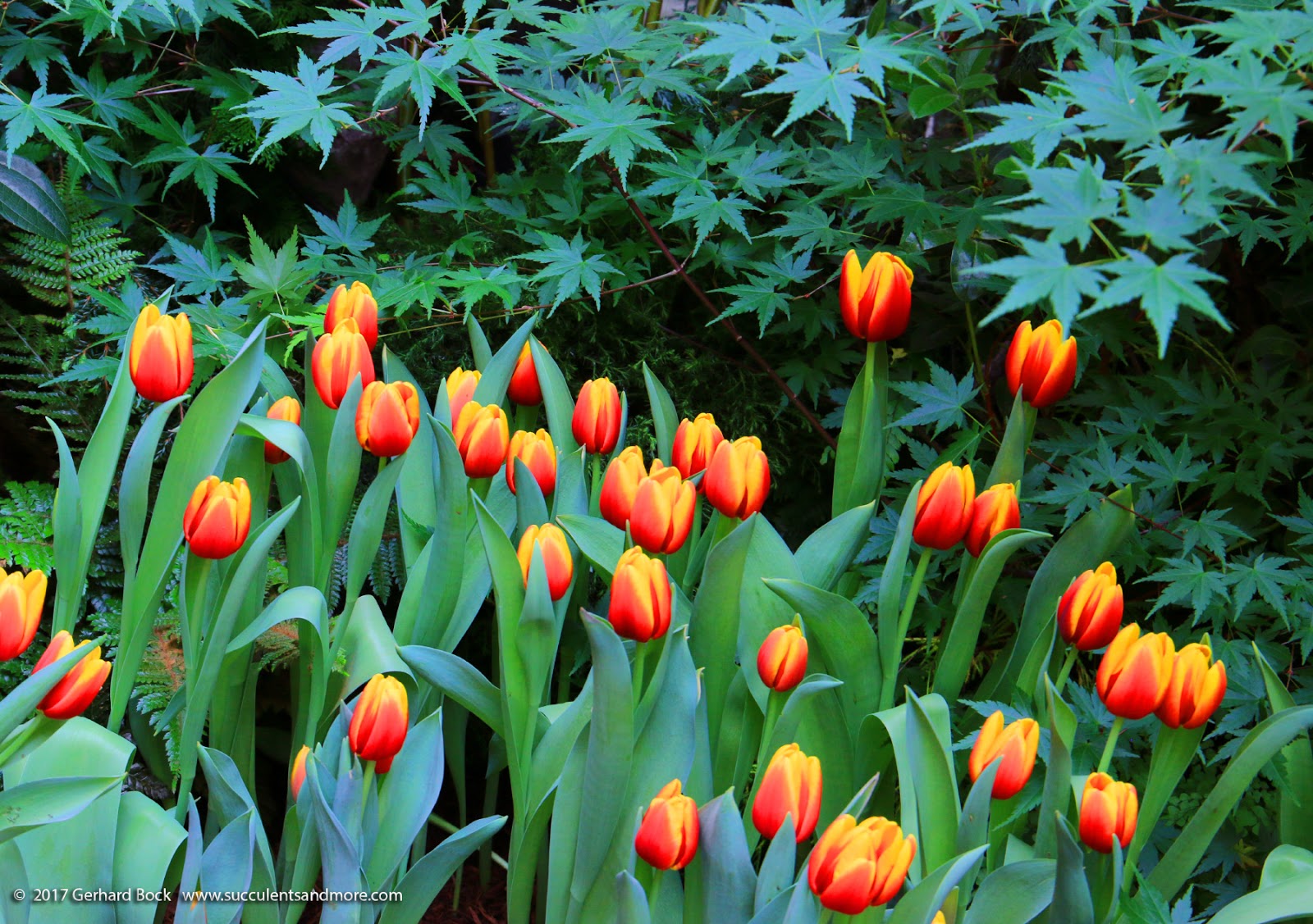 Butchart Gardens on the cusp of spring