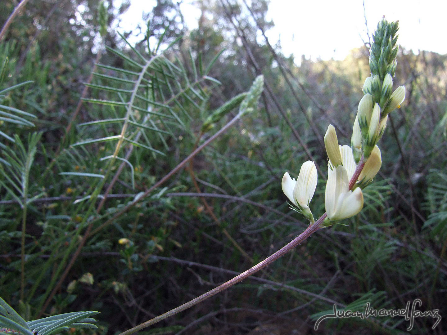 rocayflor: Flora del Somontano de Barbastro. Lauraceae - Leguminosae