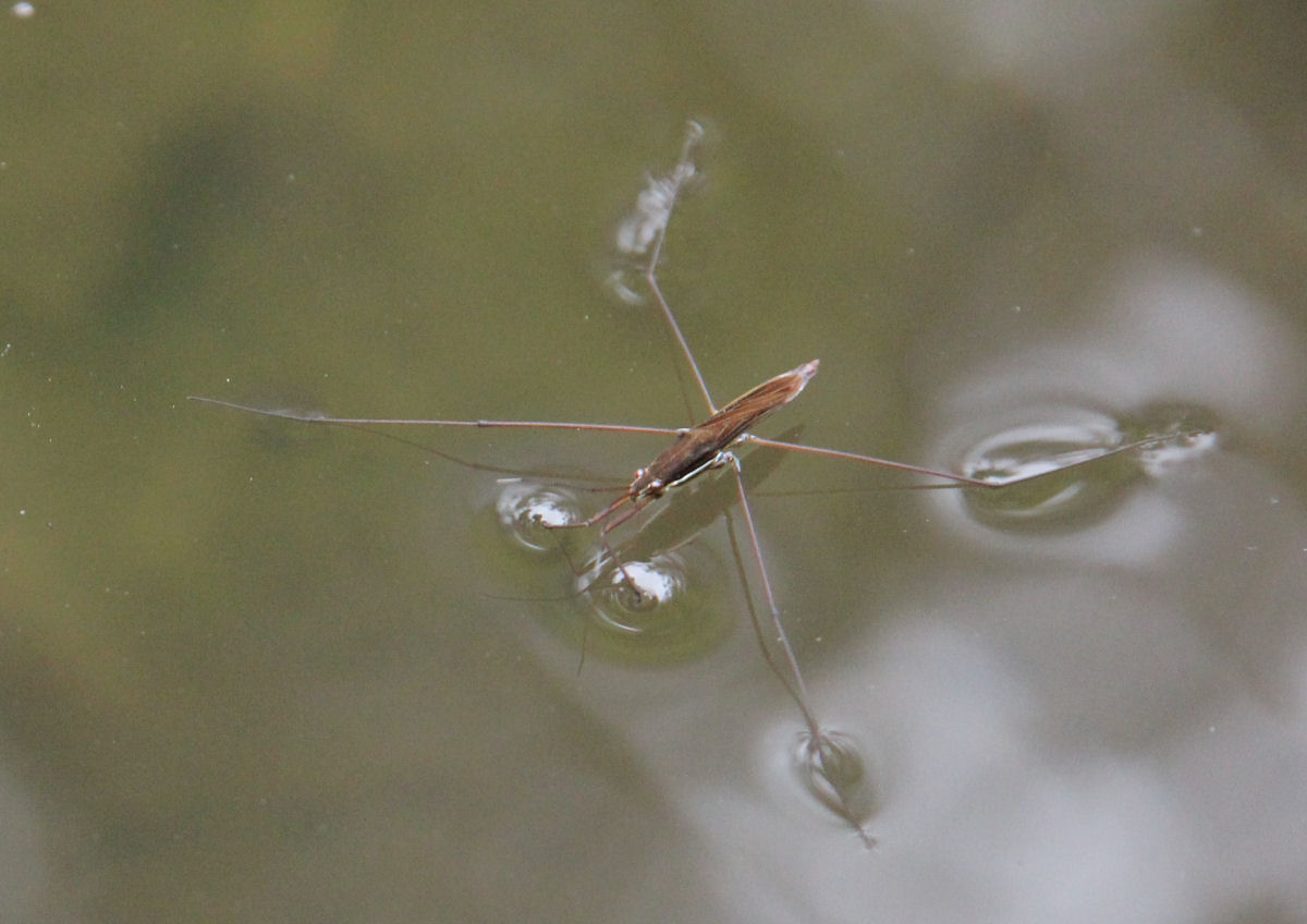 Rickshaw Unschooling: Spring