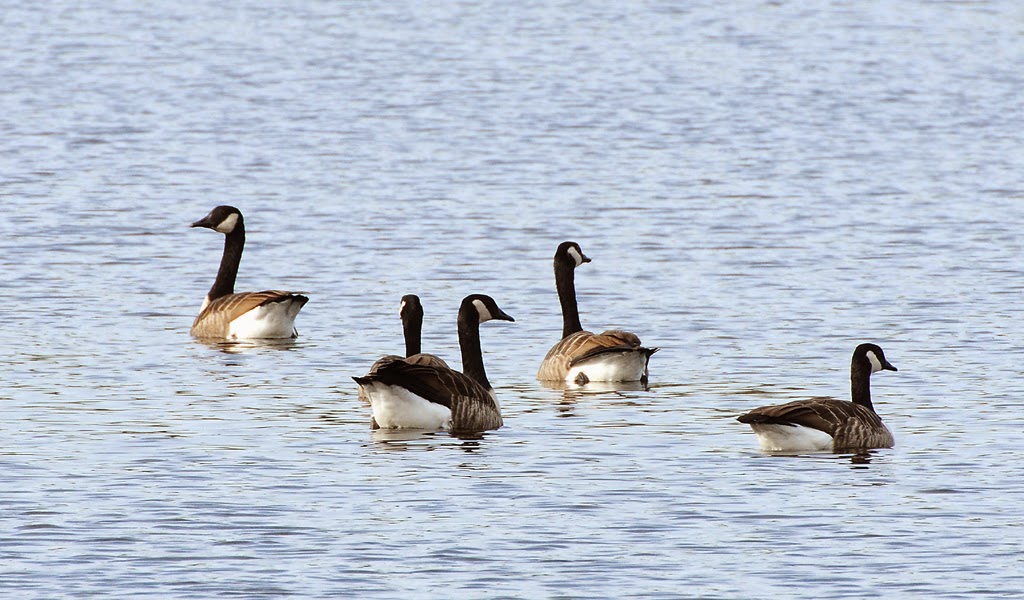 Vogels spotten - vogelsoorten register: Grote Canadese gans