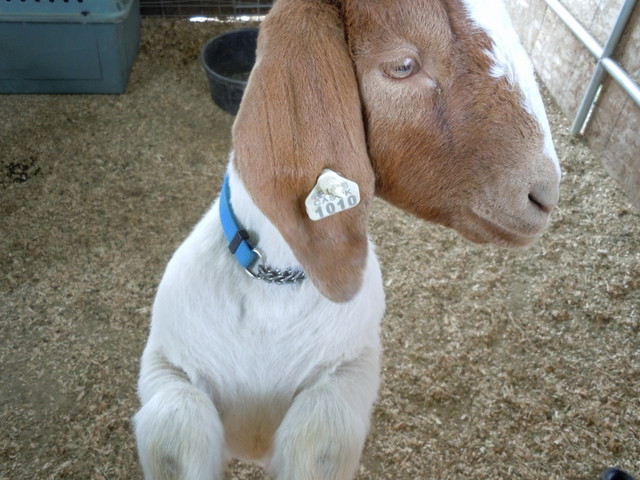 Got Your Goat Info: Goat of the Week: Tyson the wether