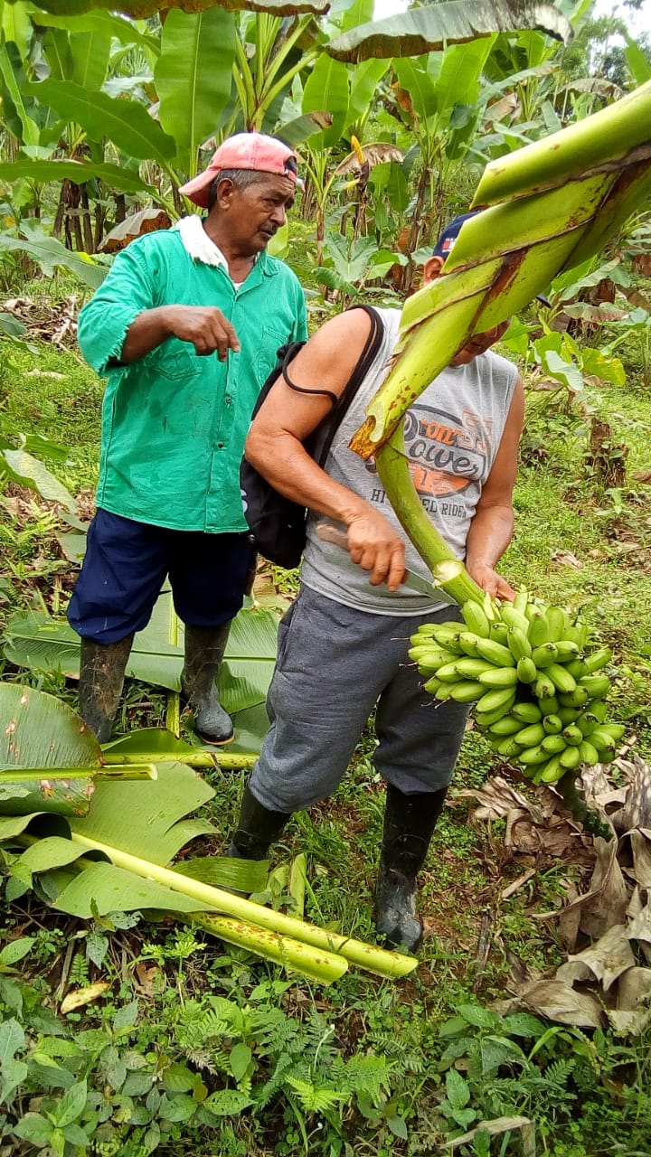 Prácticas de precosecha, cosecha y poscosecha del Bananito o Banano ...